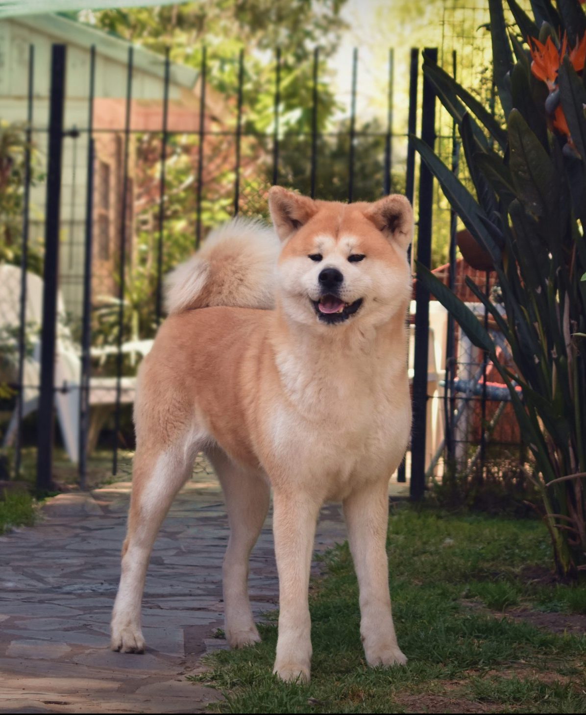All the information about our exemplars | Itsumo Go | Akita Inu Breeder