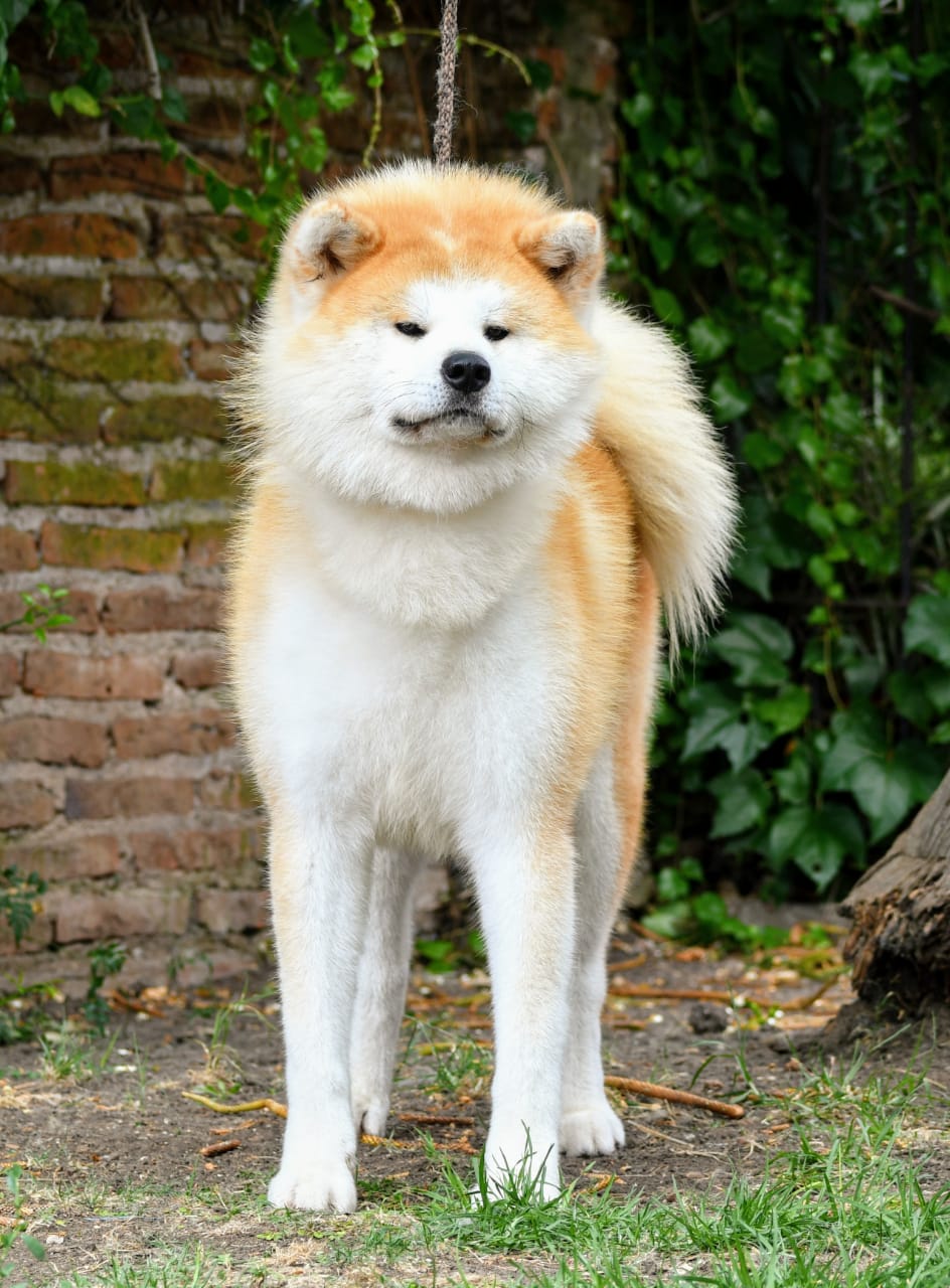 All the information about our exemplars | Itsumo Go | Akita Inu Breeder